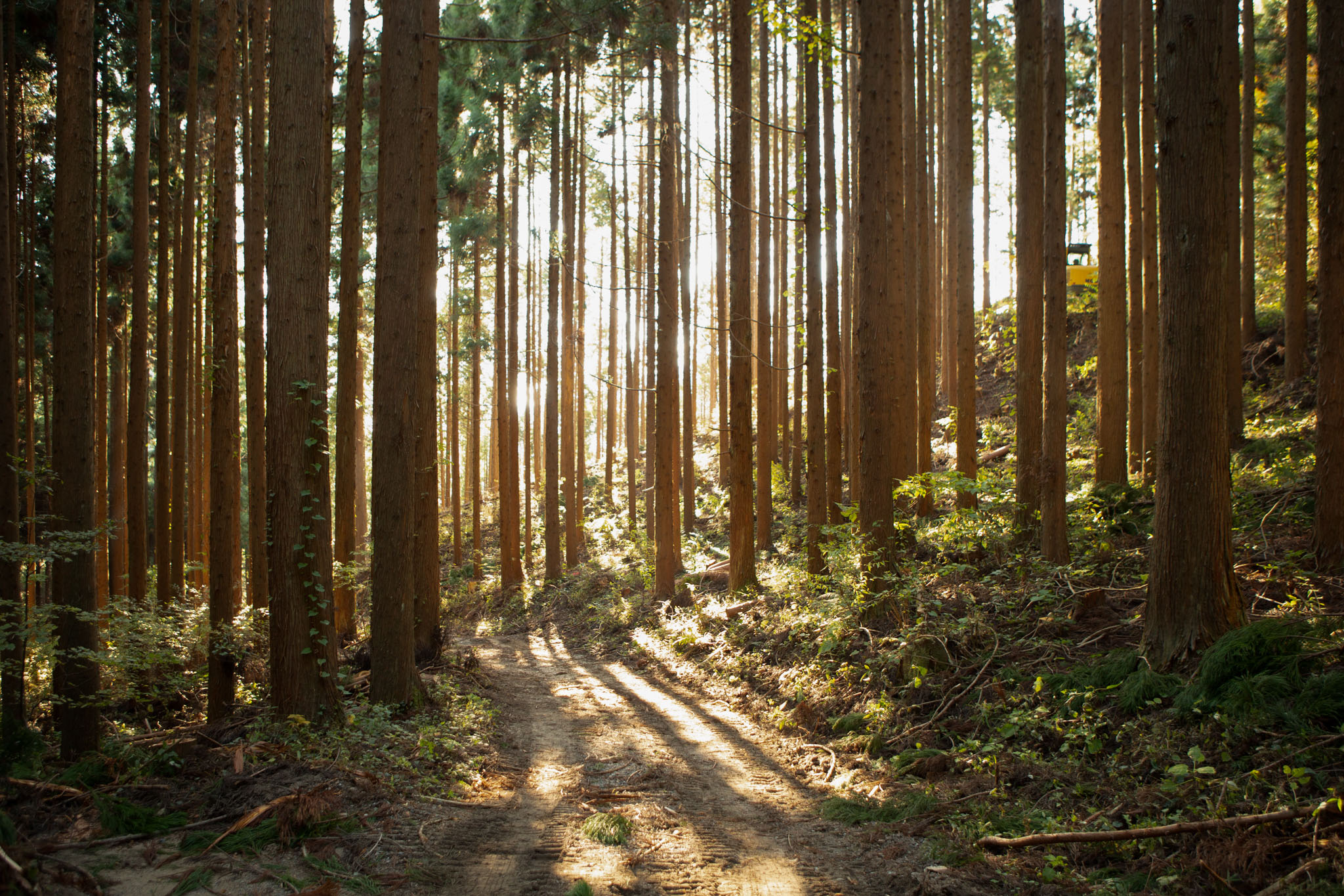 Timber: An Eco-Friendly Renewable Resource